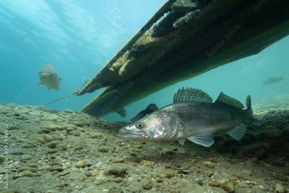 Zander (Sander lucioperca) under the water. Carnivorous fish with ...