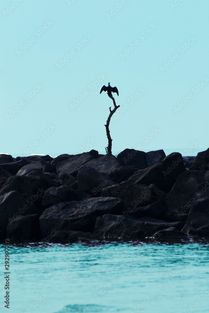 Sagome Di Uccelli Africani