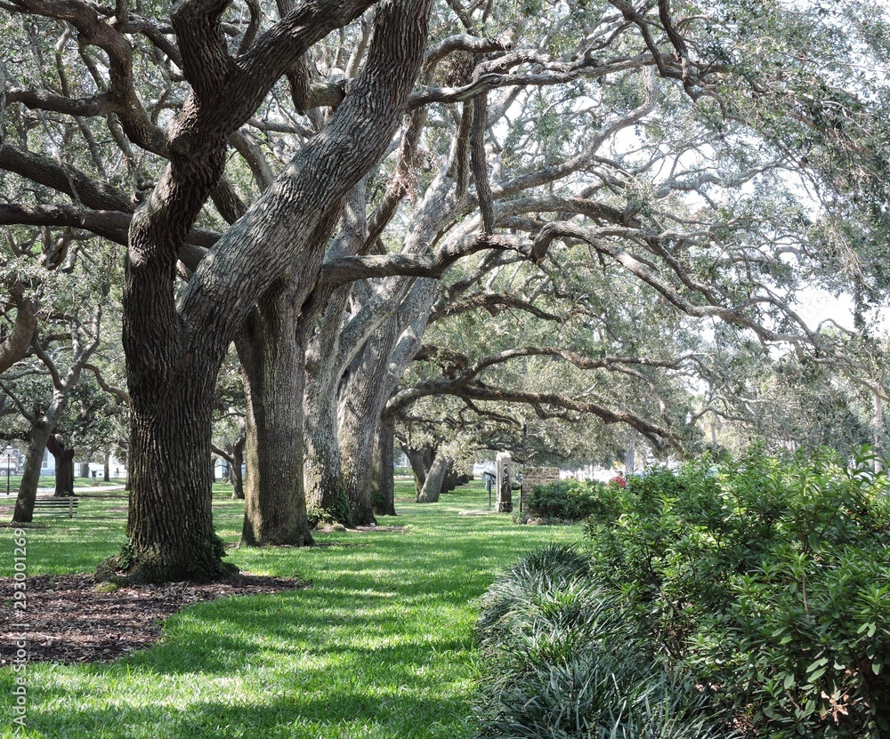 tree in the park Stock Photo | Adobe Stock