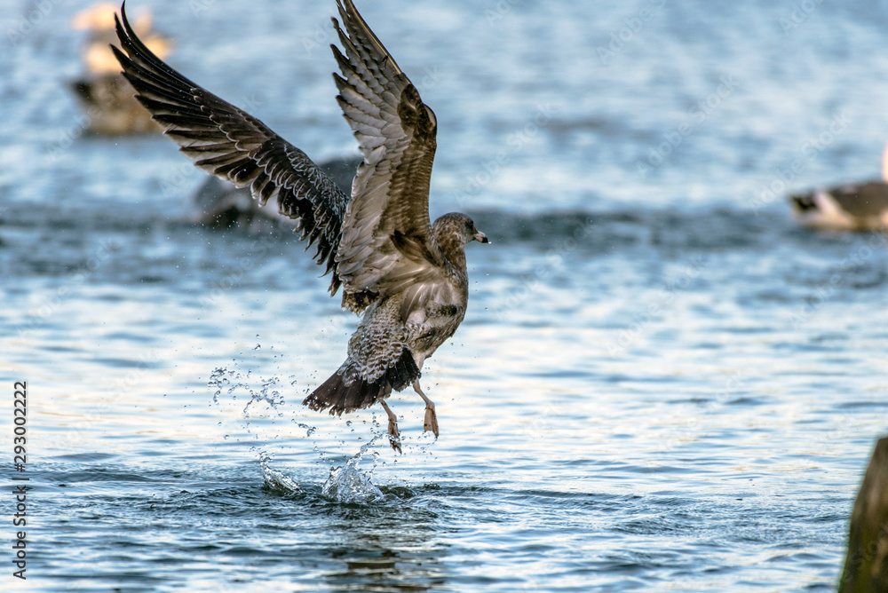 Southern California Seagull splashing water while taking off from the ...