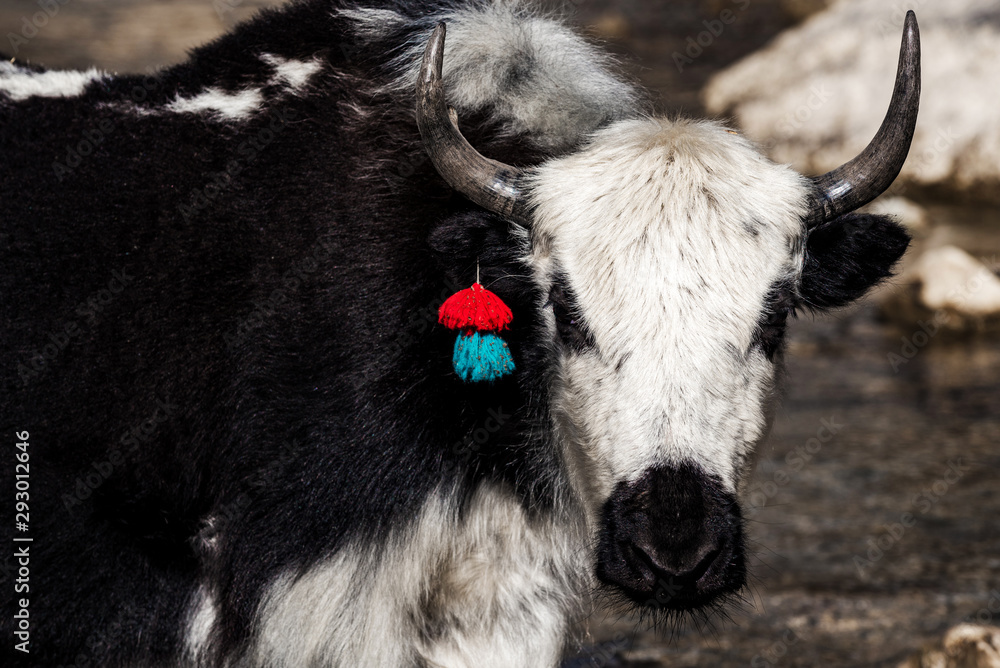 Himalaya mountain with Yak animals, Napal. Manaslu circuit trek. Stock ...