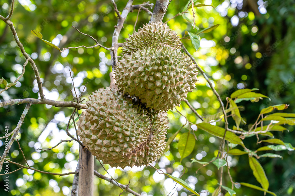 Durian tree, Fresh durian fruit on tree, Durians are the king of fruits ...