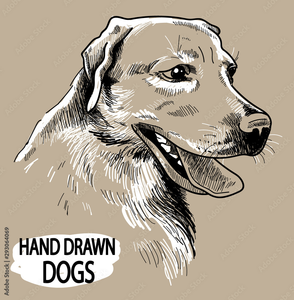 Labrador. A set of images. Drawing by hand in vintage style. An adult ...