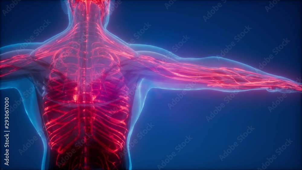 science anatomy scan of human blood vessels Stock Video | Adobe Stock
