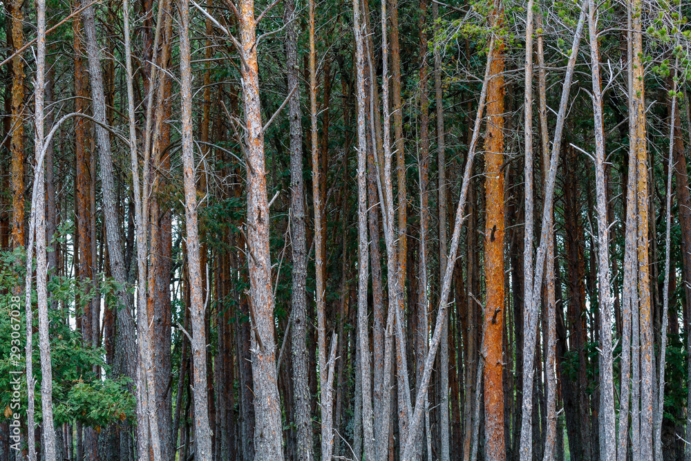 Troncos elevados en un bosque de pino albar en la Sierra de la Culebra ...