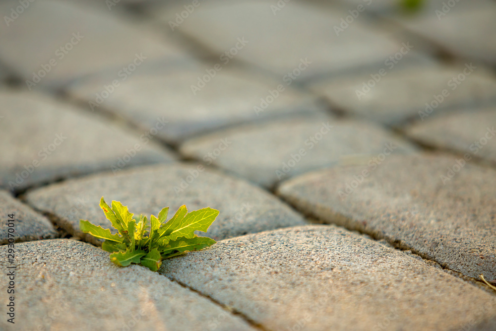 Weed plants growing between concrete pavement bricks. Stock Photo ...