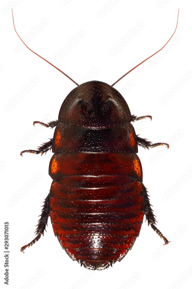 Madagascar hissing cockroach, also known as the hissing cockroach or ...