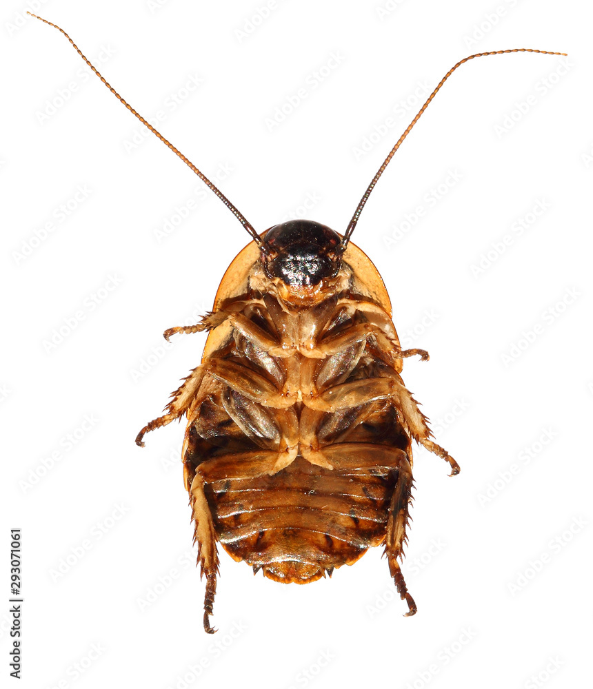 Madagascar hissing cockroach, also known as the hissing cockroach or ...