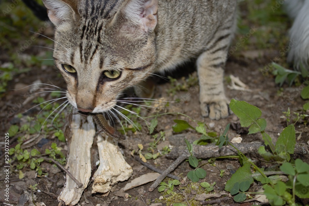 gato cazando Stock Photo | Adobe Stock