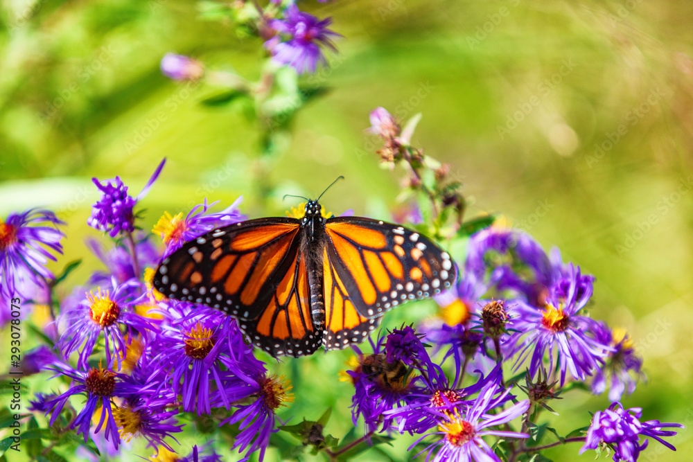 Butterfly Garden Background