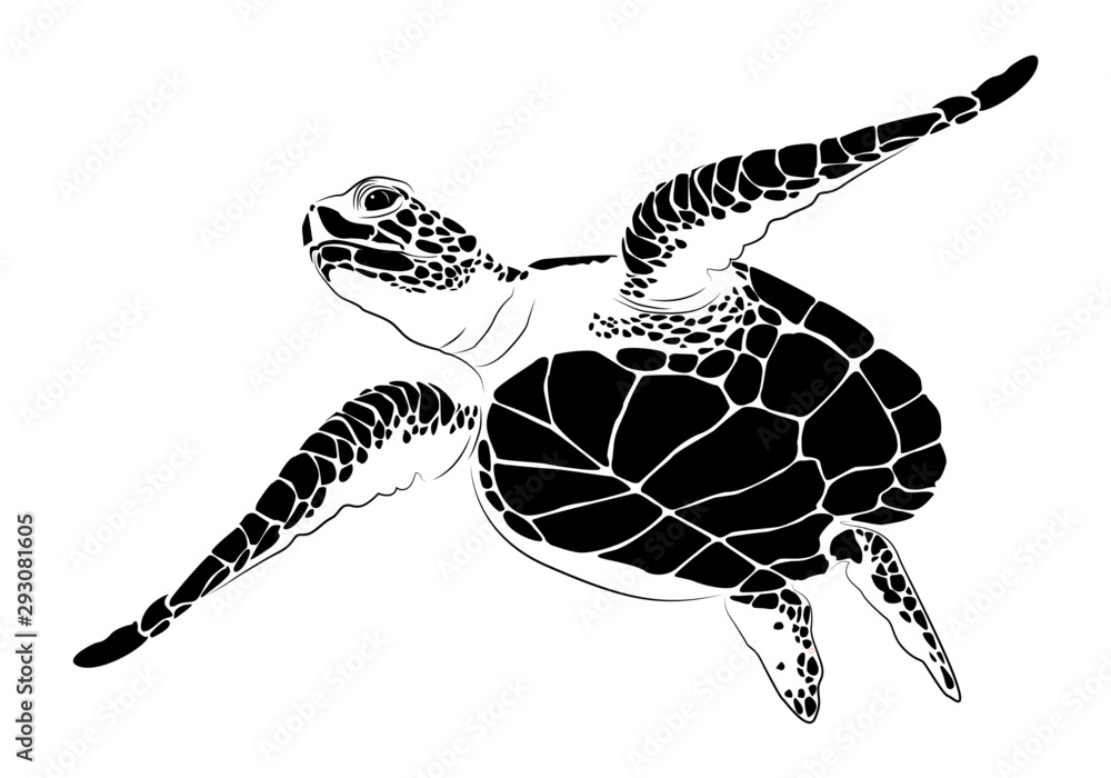 graphic sea turtle,vector illustration of sea turtle Stock Vector ...