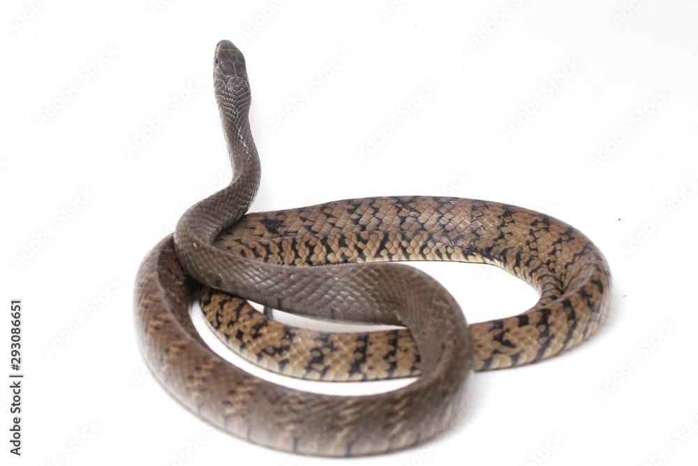 Ptyas mucosa, commonly known as the oriental ratsnake, Indian rat snake ...