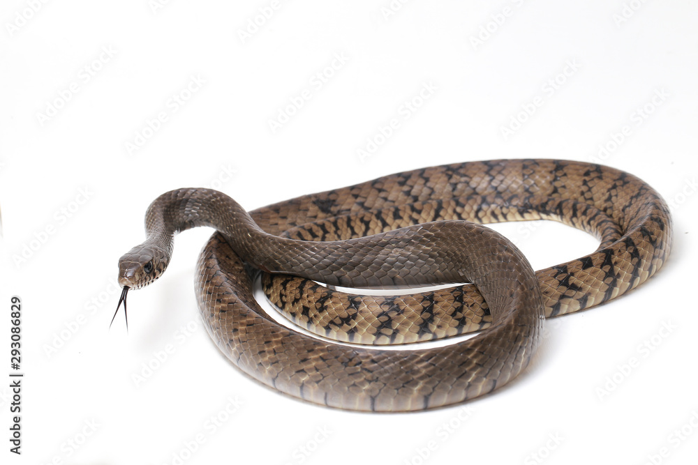 Ptyas mucosa, commonly known as the oriental ratsnake, Indian rat snake ...