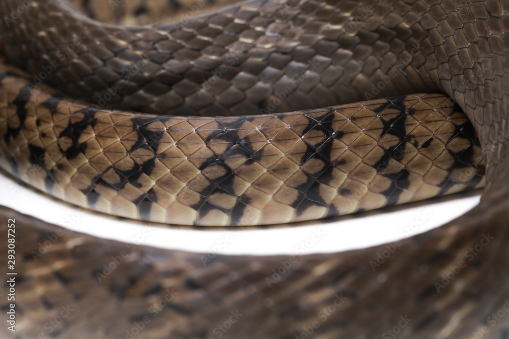 Ptyas mucosa, commonly known as the oriental ratsnake, Indian rat snake ...