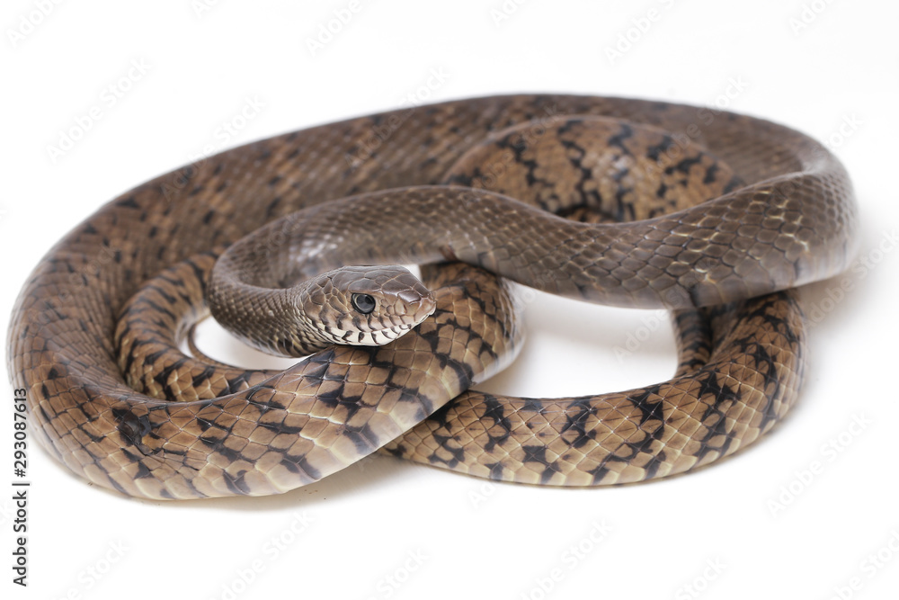 Ptyas mucosa, commonly known as the oriental ratsnake, Indian rat snake ...