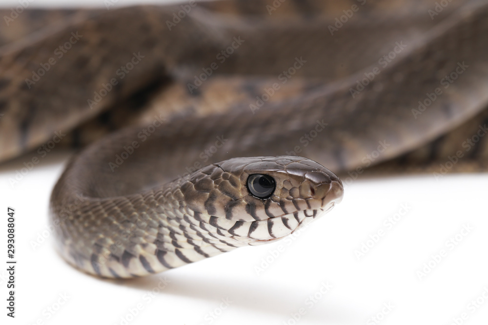 Ptyas mucosa, commonly known as the oriental ratsnake, Indian rat snake ...