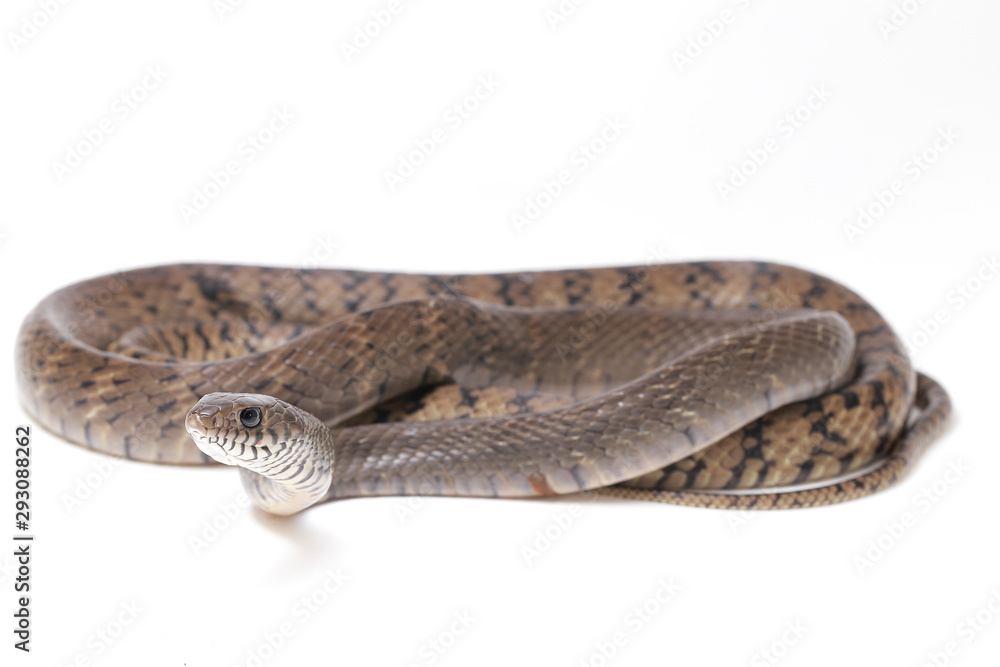 Ptyas mucosa, commonly known as the oriental ratsnake, Indian rat snake ...