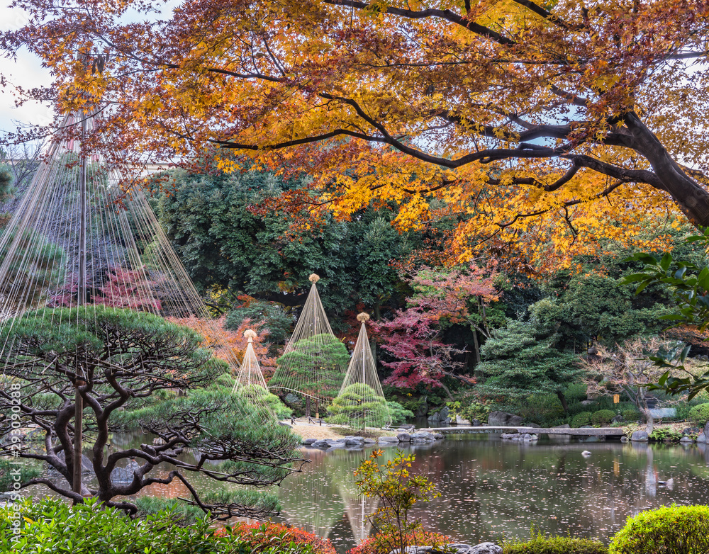 Tokyo Metropolitan Park KyuFurukawa's japanese garden's pine trees ...