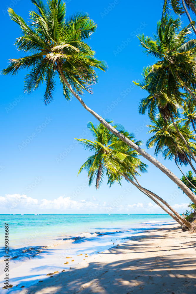 Palm trees casting shadows on a tropical Brazilian beach on a remote ...