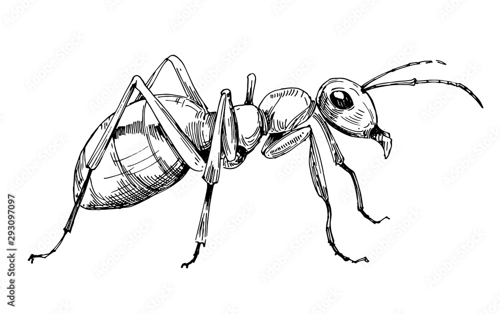 Ant sketch. Hand drawn illustration converted to vector Stock Vector ...