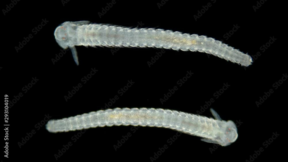 Microscopic Black Sea plankton and zooplankton, late nektoheta larva ...