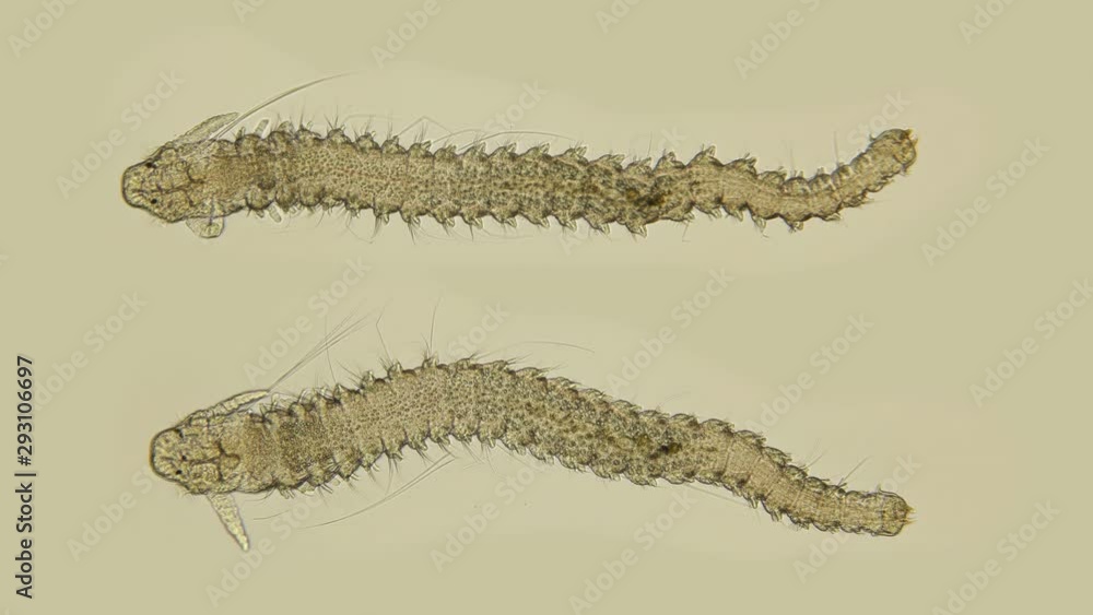 Microscopic Black Sea plankton and zooplankton, late nektoheta larva ...