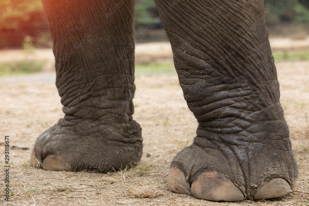 (Close up)Asian elephant's feet, elephants walking on the floor, the ...