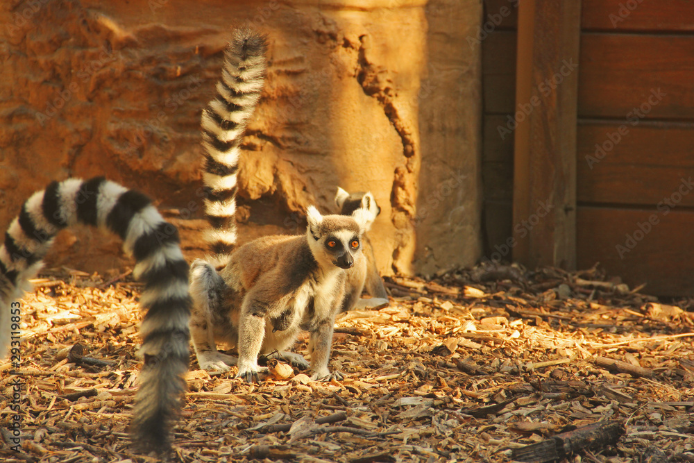 Beautiful lemur on the wall background. Lemuriformes Stock Photo ...