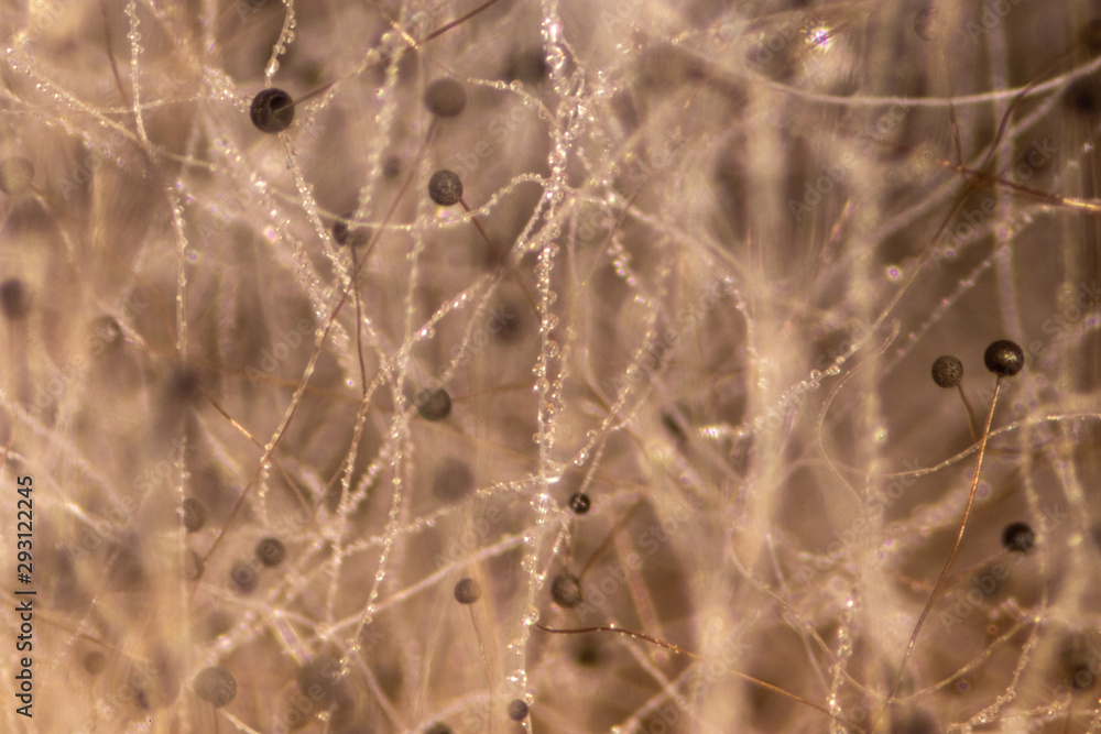 Rhizopus (bread mold) is a genus of common saprophytic fungi,Rhizopus ...