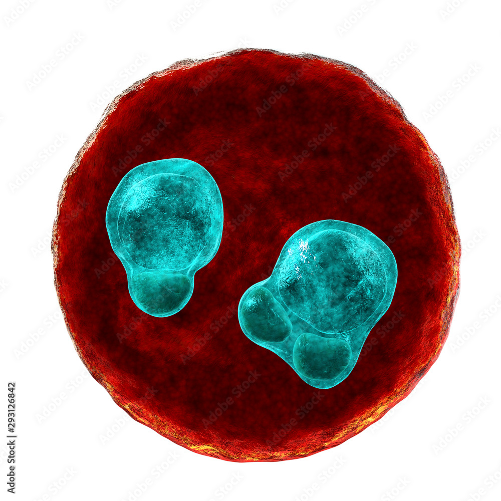 The malaria-infected red blood cell. 3D illustration showing ring-form ... The malaria-infected red blood cell. 3D illustration showing ring-form ...