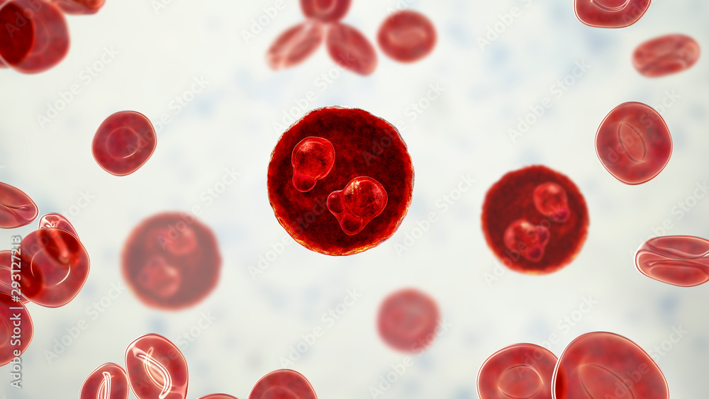The malaria-infected red blood cells. 3D illustration showing ring-form ...