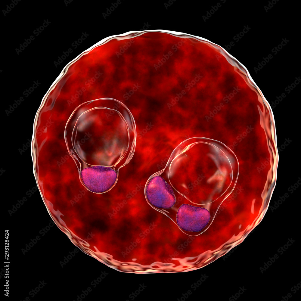 The malaria-infected red blood cell. 3D illustration showing ring-form ...