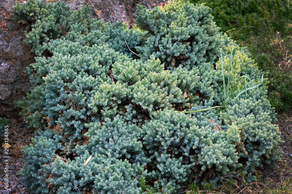 Juniperus squamata is a species of juniper native to the Himalayas ...