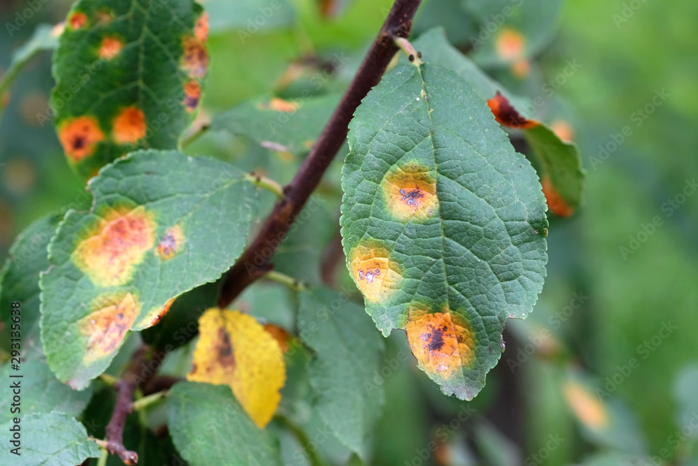 Apple tree branch with green leaves affected by a fungal disease rust ...