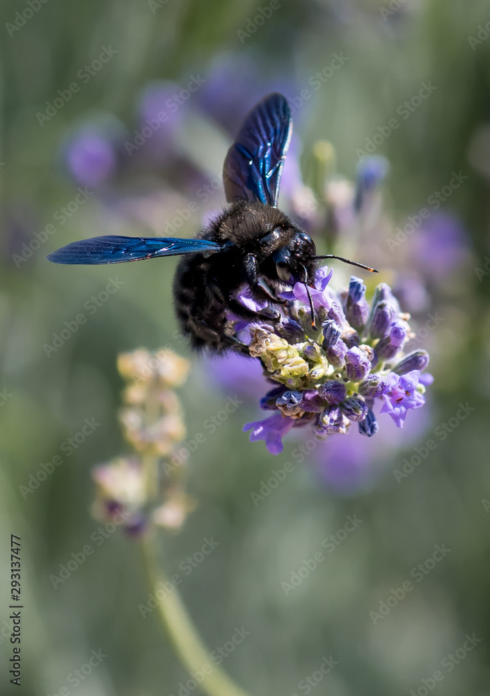 Violet Carpenter Bee (Xylocopa violacea) Drinking Nectar And Collecting ...