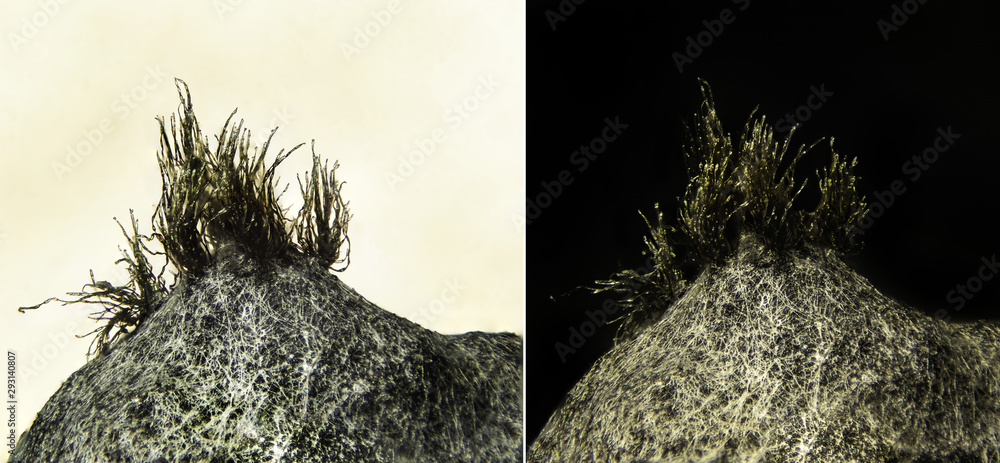 A side by side comparison of Botrytis cinerea, magnified under a ...