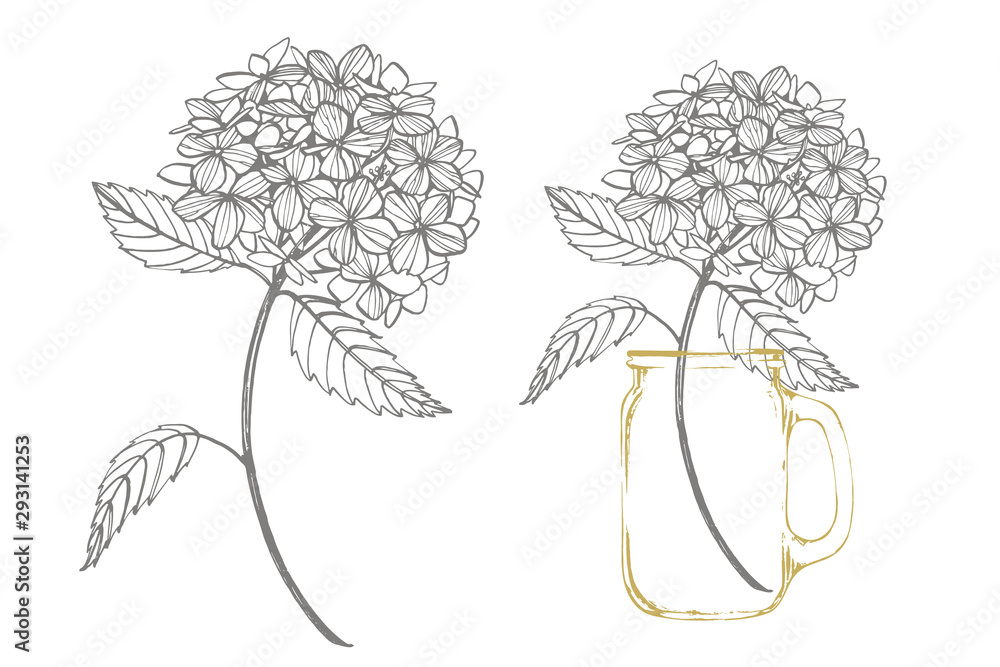 Hydrangea graphic illustration in vintage style. Flowers drawing and ...