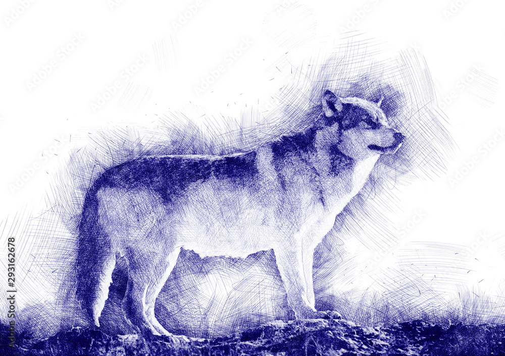 Blue Wolf Drawing