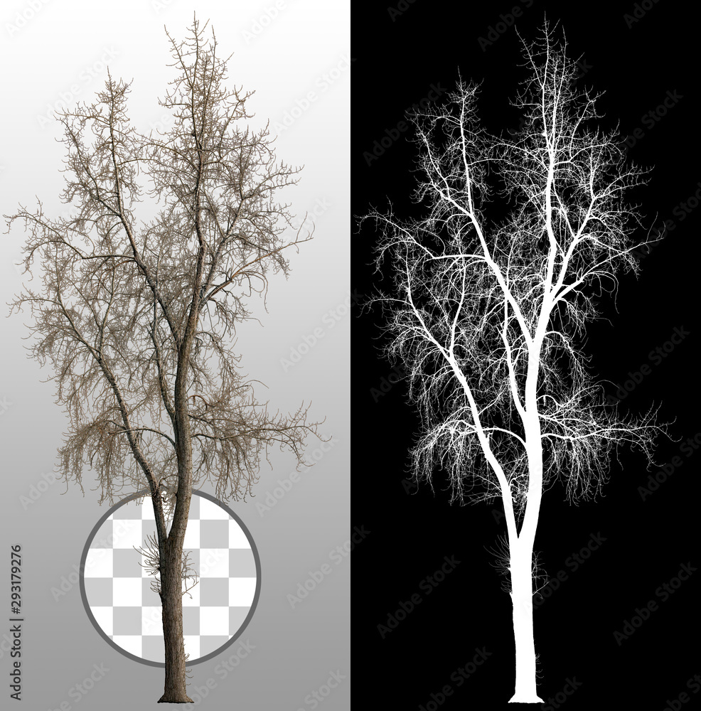 Cut out dead tree in winter. Bare tree without leaves. Dead tree ...