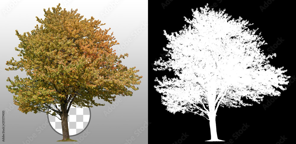 Green tree isolated on transparent background. Deciduous tree in autumn ...