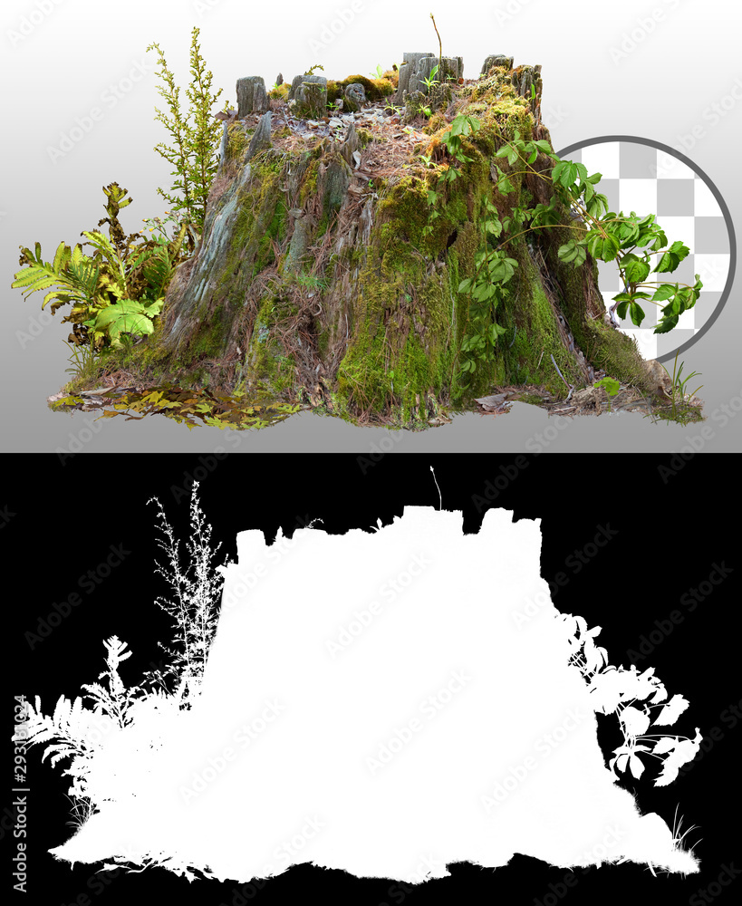 Cut out tree stump. Old tree stub isolated on transparent background ...