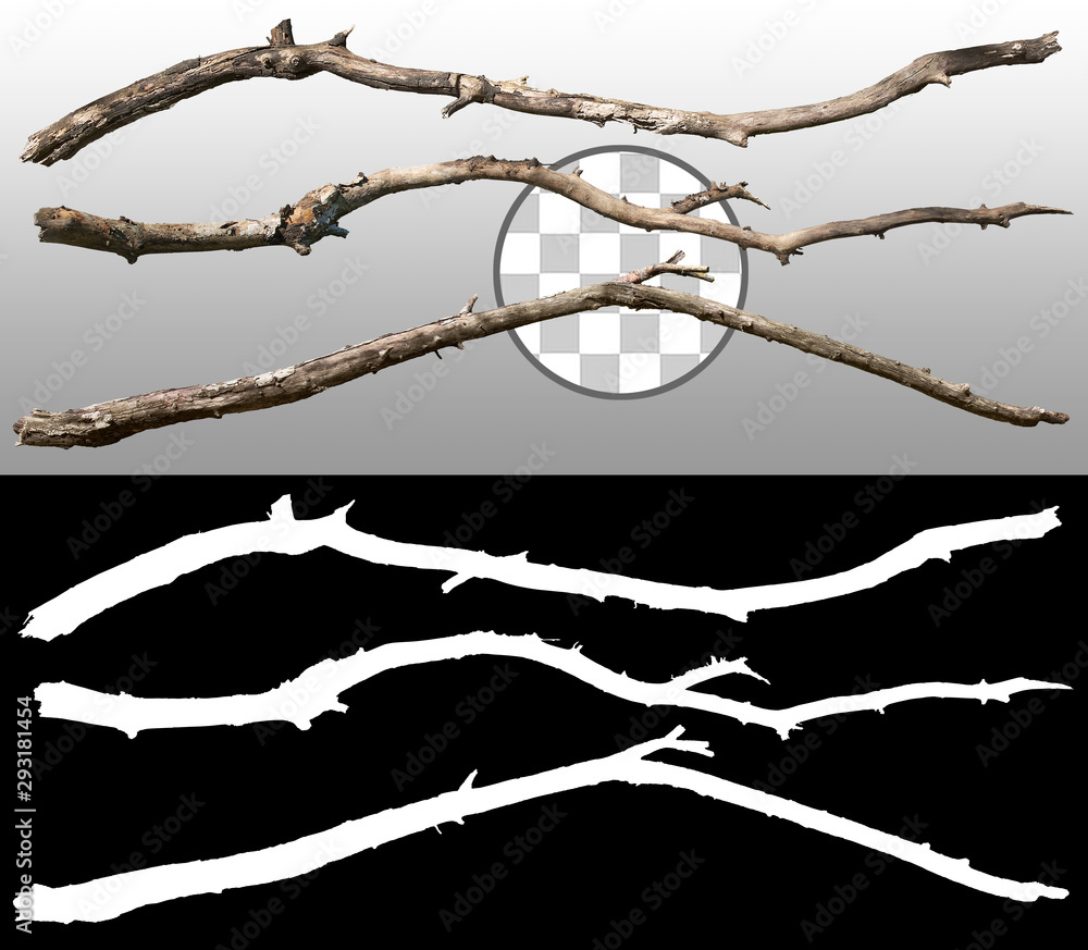 Cut out dead branches. Dry tree branch isolated on transparent ...