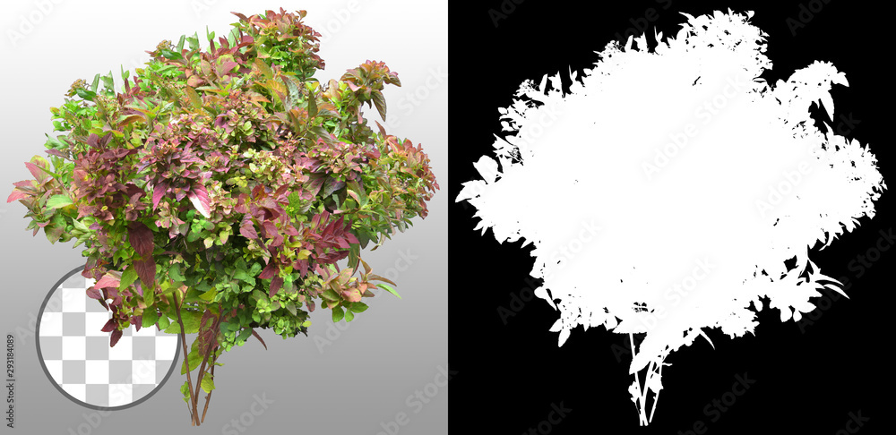 Plant in autumn. Small bush. Foliage of plant isolated on transparent ...