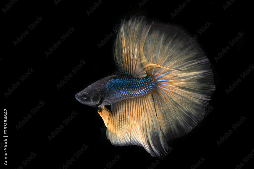 Portrait of a betta fish Stock Photo | Adobe Stock