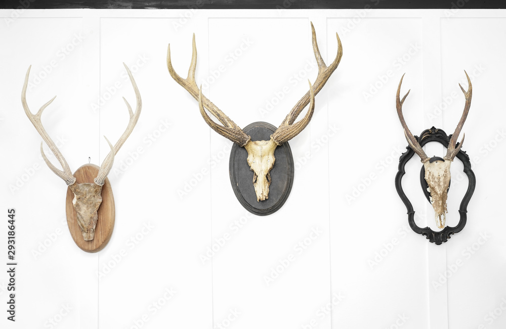 Deer head on the wall. Taxidermy animal of a deer head and vintage ...