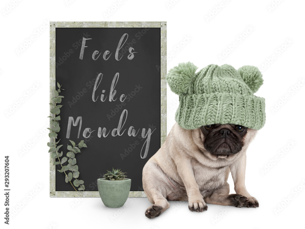 cute grumpy pug puppy dog with bad monday morning mood, sitting next to ...