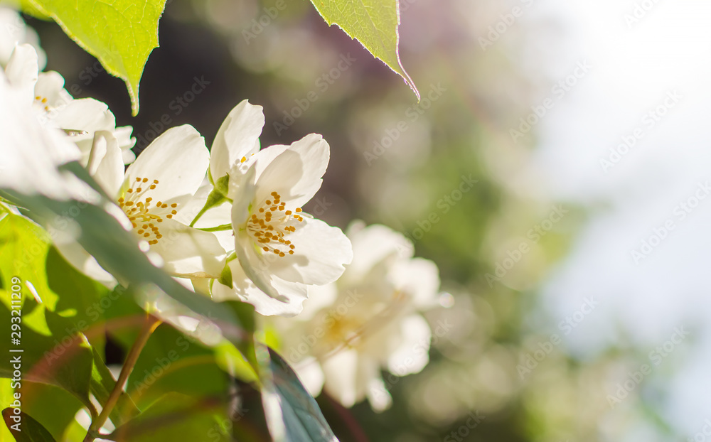 Closeup of Sweet mock-orange (Philadelphus coronarius) flowers in mild ...