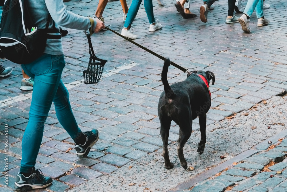 Back view of dog walking on the street, the dog is led on a leash by ...