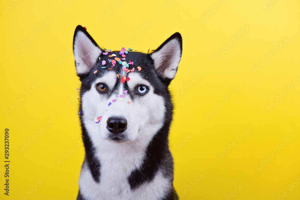 Surprised Husky