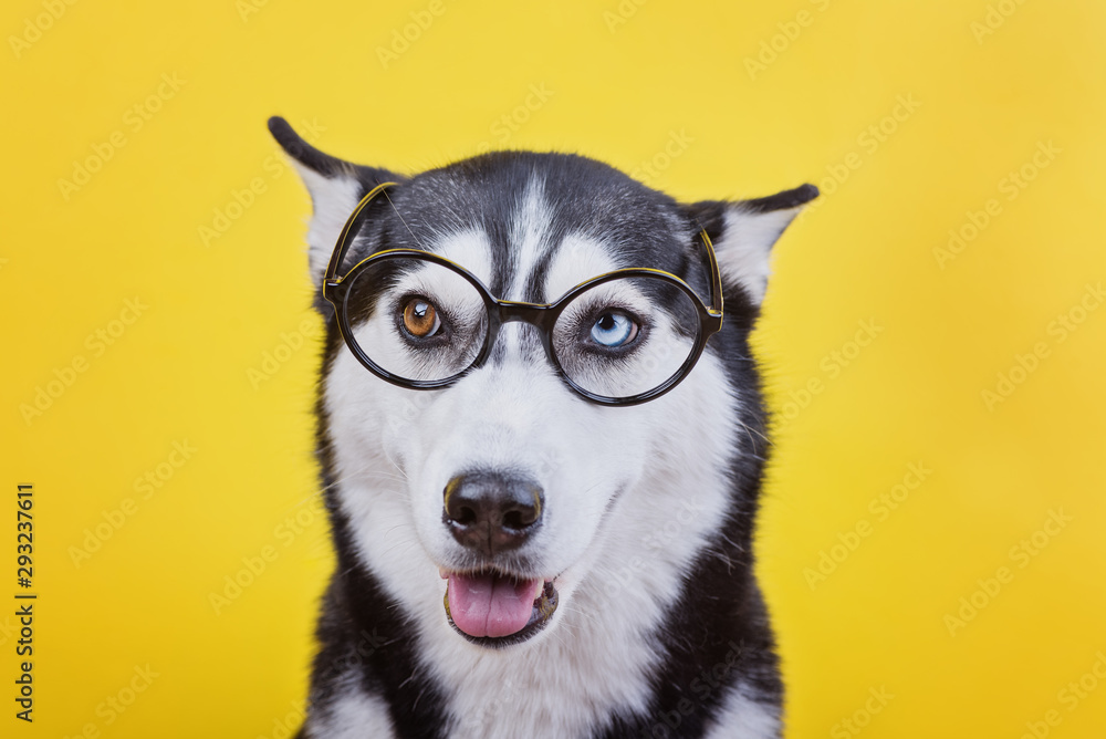 Funny bi-eyed Siberian hussy breed dog wearing black glasses, a ...